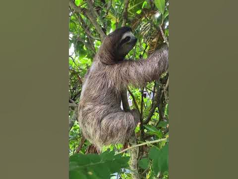 🦥Discovering Sloth Serenity #2: Finding Peace in Nature - YouTube