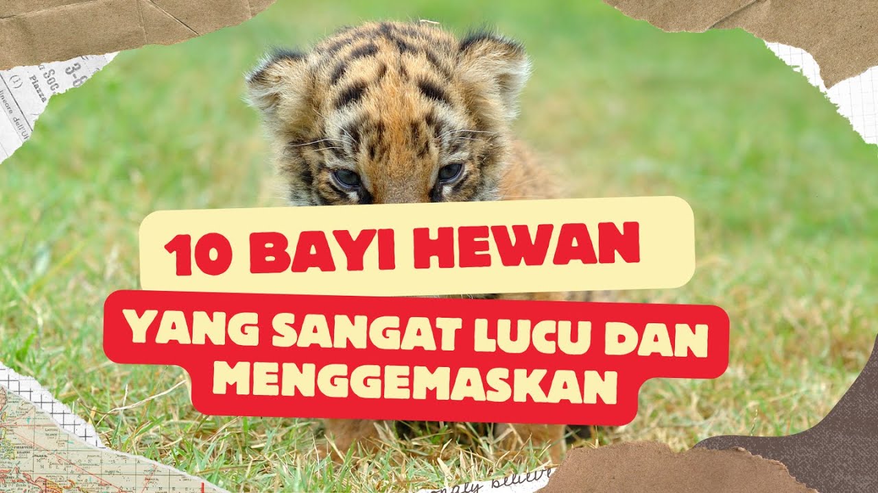 10 Bayi Hewan yang terlucu dan menggemaskan #animal - YouTube