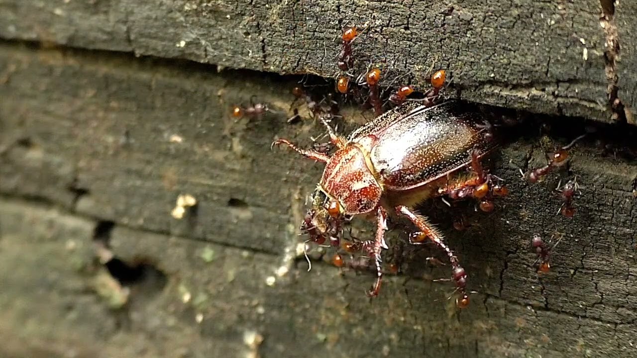 Ant Attack - YouTube