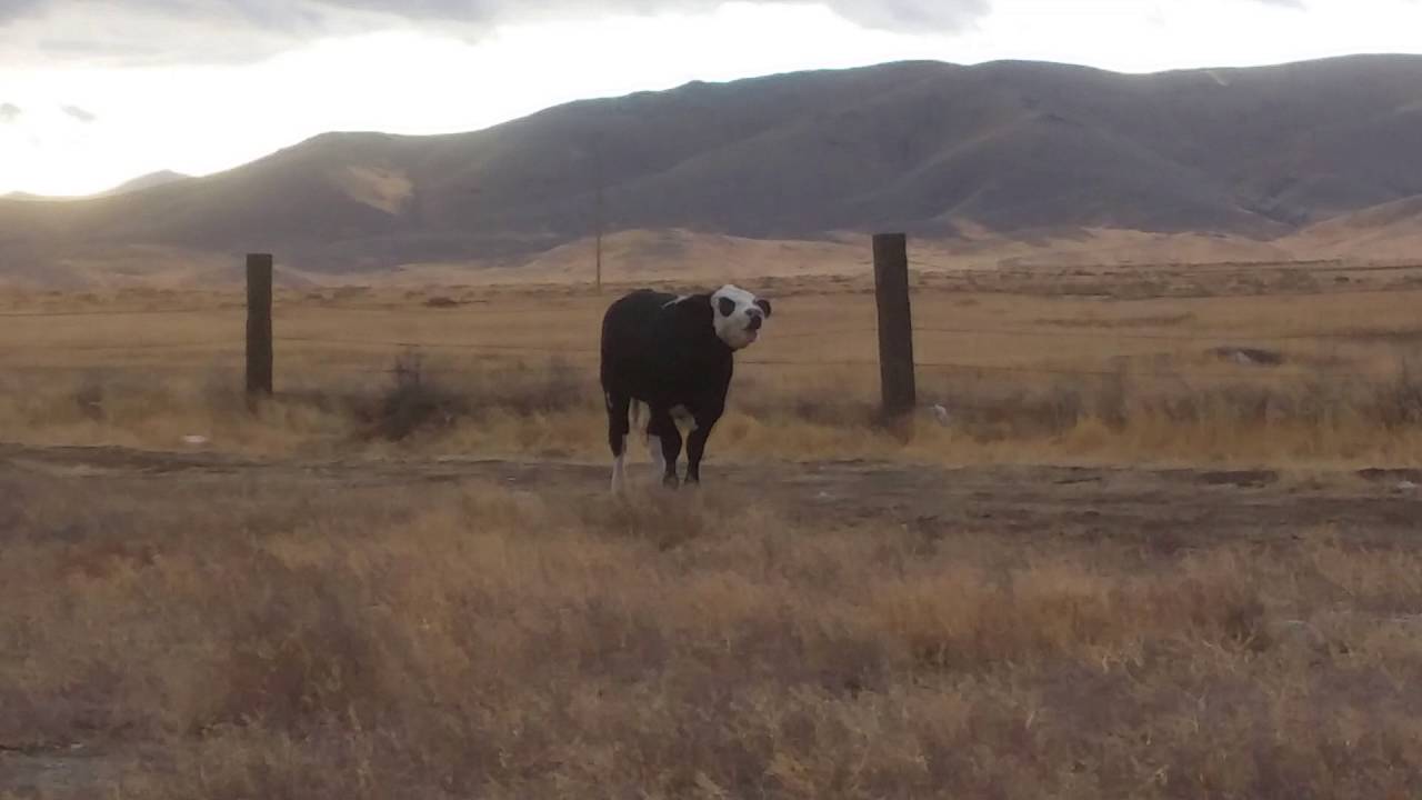 Good Morning Moo! - YouTube