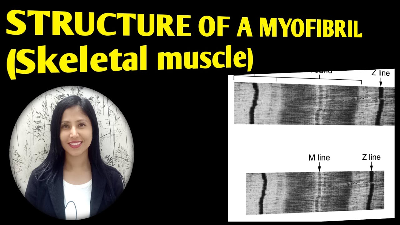 DETAILED STRUCTURE OF MYOFIBRIL|STRUCTURE OF MYOFIBRILS IN SKELETAL ...