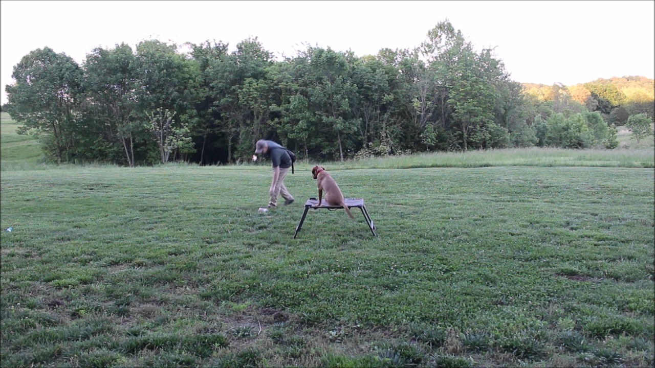 Young Dog Steady Work on Stand - YouTube