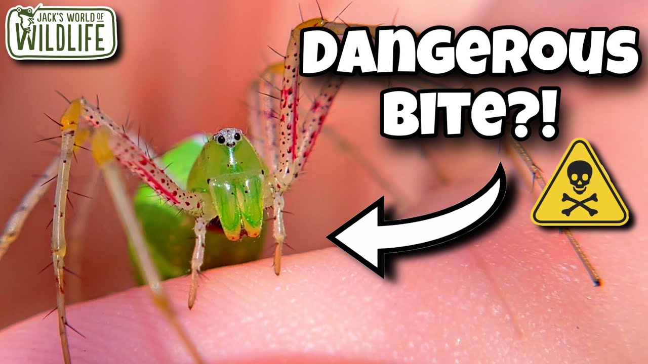 How DANGEROUS Is The BITE Of A GREEN LYNX SPIDER? - YouTube