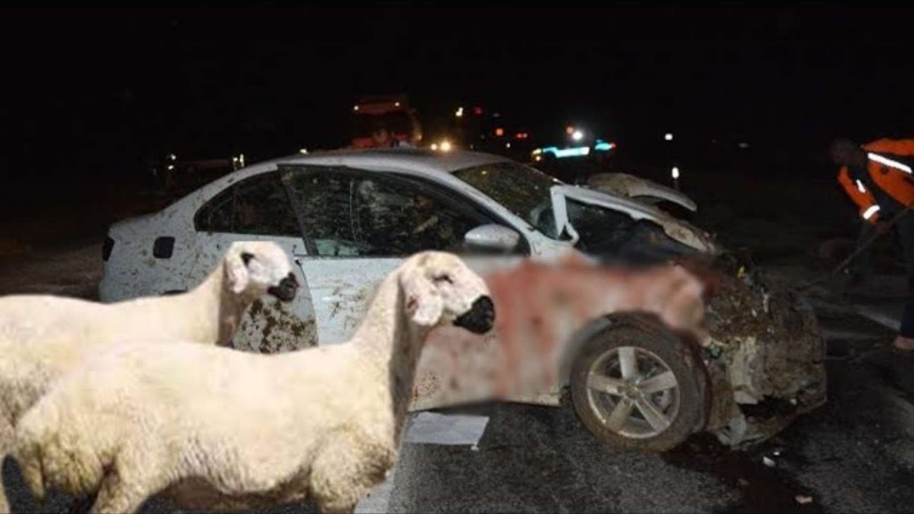 Fatal Animal Accidents Compilation - Animals Crash 2023 - YouTube