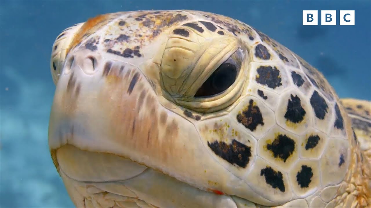 Andy and the Green Sea Turtles | Aquatic Adventures | Andy's Amazing ...