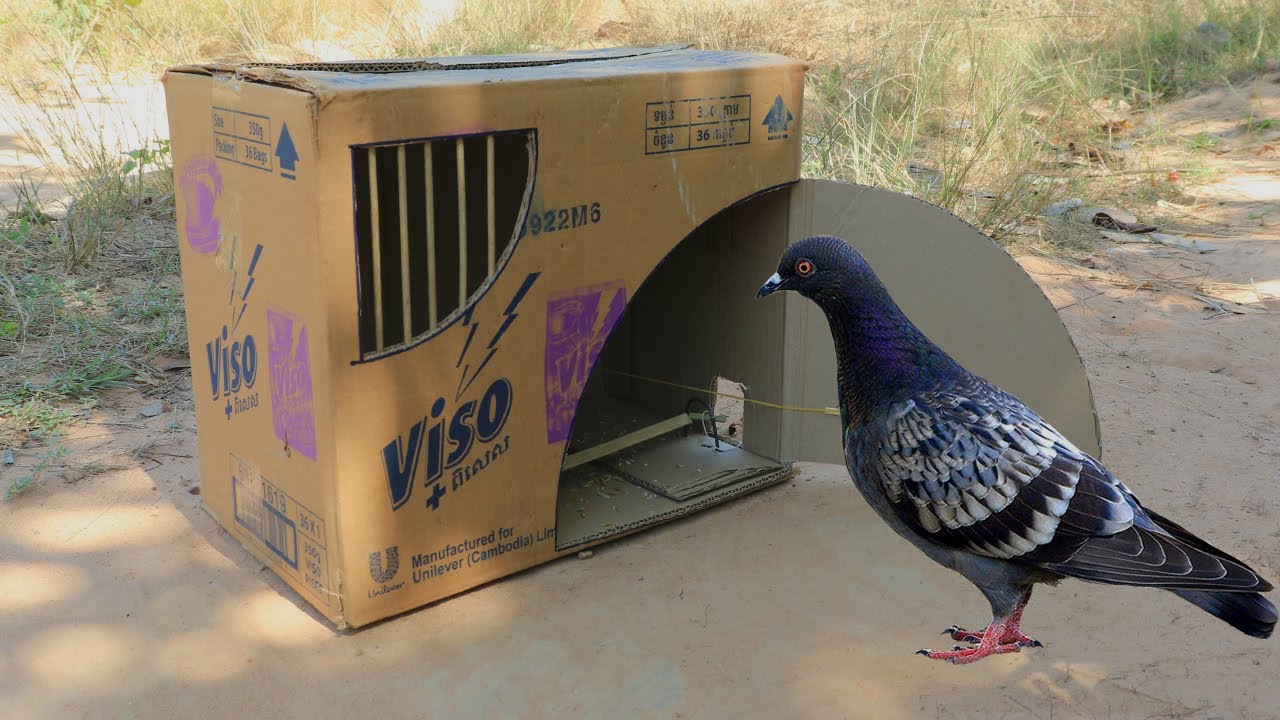 Unbelievable ! New Creative Pigeon Trap Using Cardboard Box - Easy Bird ...