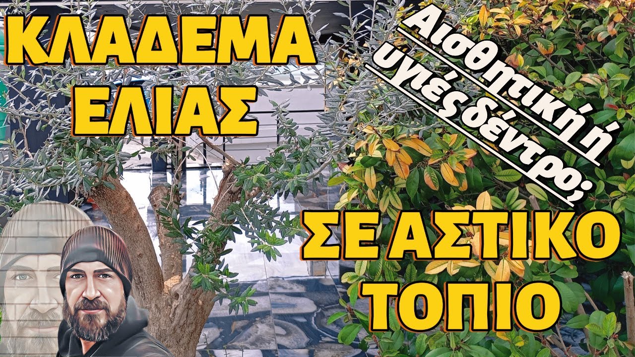 ️🫒ΚΛΑΔΕΜΑ ΕΛΙΑΣ- ΣΩΣΤΟ ΚΑΘΑΡΙΣΜΑ💇ΟΜΟΡΦΙΑ Ή ΥΓΕΙΑ; #olives #κλάδεμα # ...