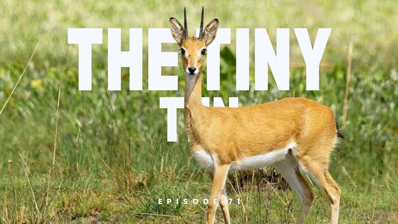 Hunting the Tiny Ten – Africa’s Ultimate Small Game Challenge - YouTube