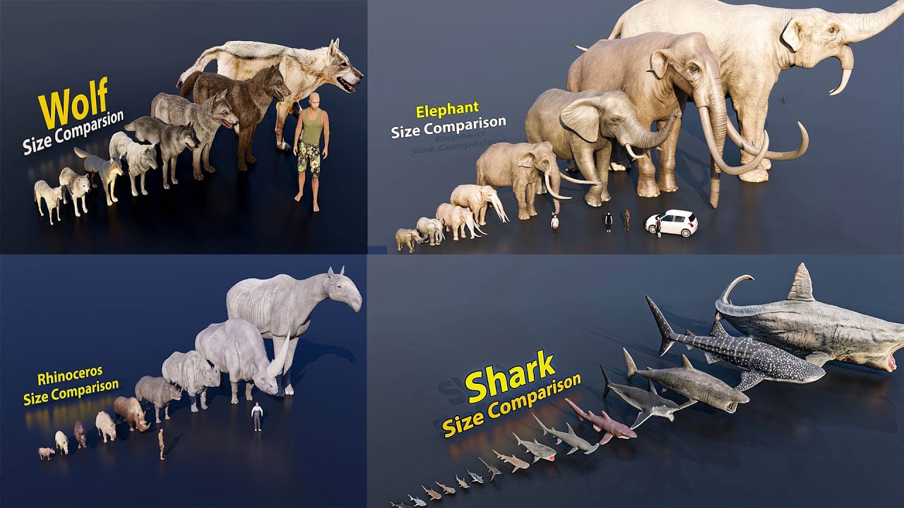 Shark, Elephant, Wolf & Cow Size Comparison 🦈🐘🐺🐄 | Real Animal Giants ...