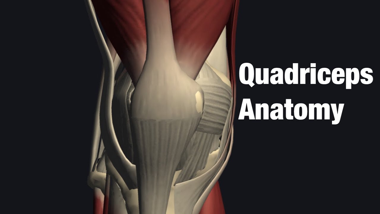 Anatomy and function of quadriceps (English) - YouTube