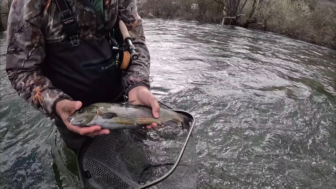 Ribnik, fly fishing trip March 2023. 🎣🏞🇧🇦 - YouTube