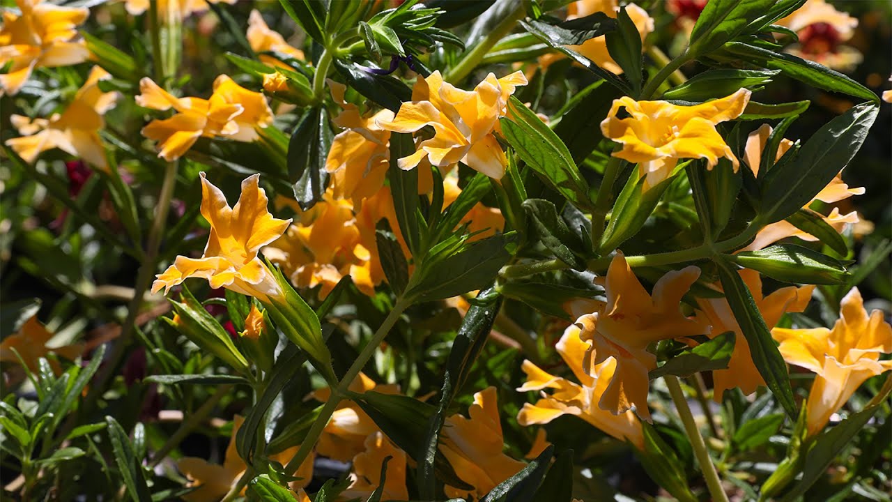 Successful Tips on Growing Native Monkeyflower - YouTube