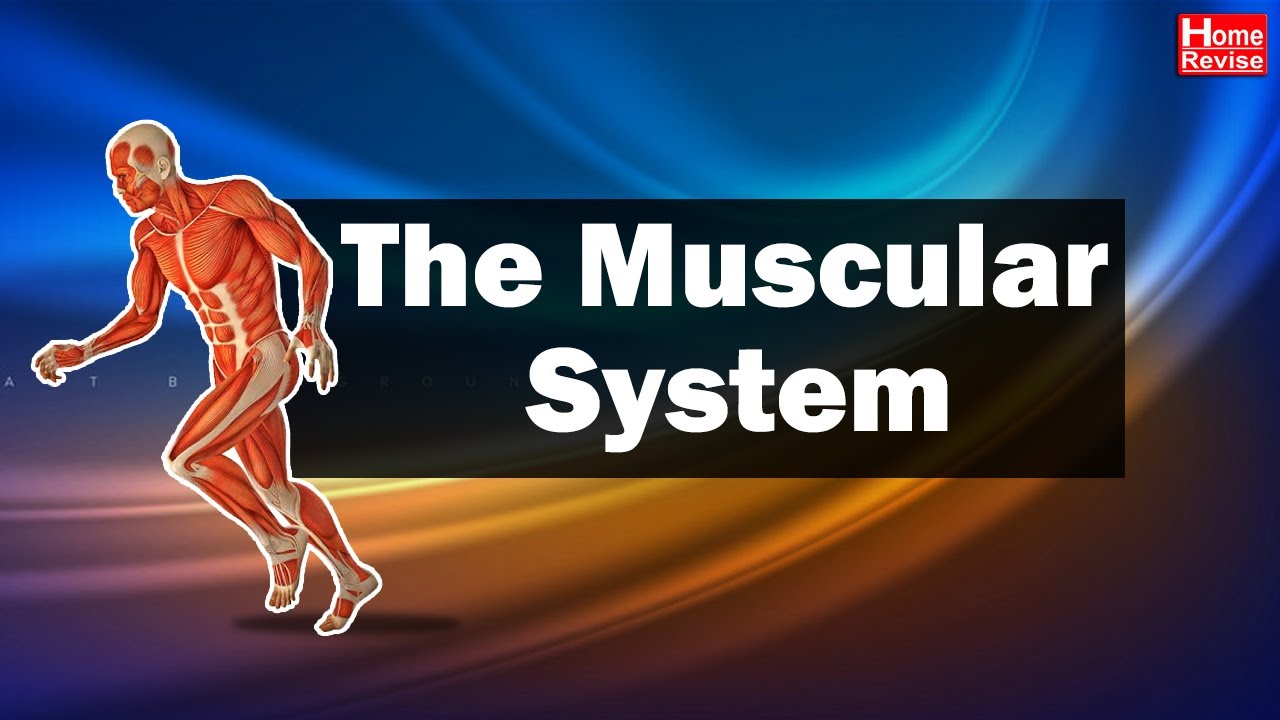 The Muscular System | Class 7 | Science | English Medium | Maharashtra ...