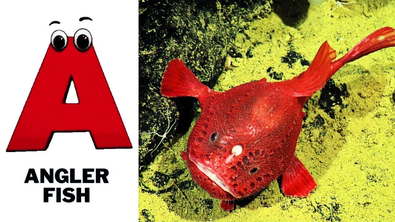 ABC Sea Animals song | Alphabets Kids song | Learn Alphabets, English ...