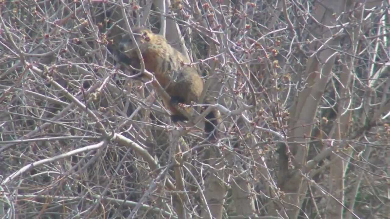 Groundhog "TREEHOG" 2012 - YouTube