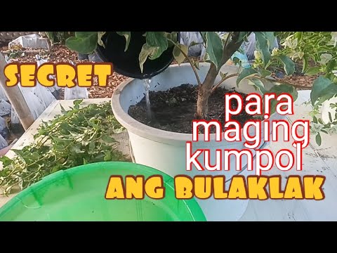 Paano ang dapat gawin para maging kumpol at makapal ang bulaklak ng ...