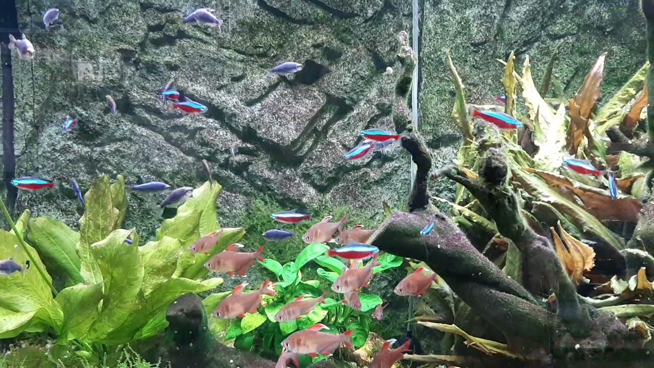 Neonky , Akvarijní rybyčky Neonky , Akvaristika , Tetra neonova - YouTube