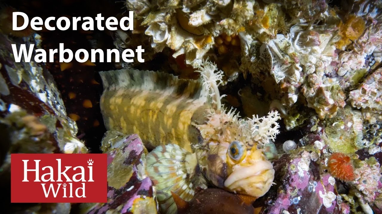 Hakai Wild: Decorated Warbonnet - YouTube