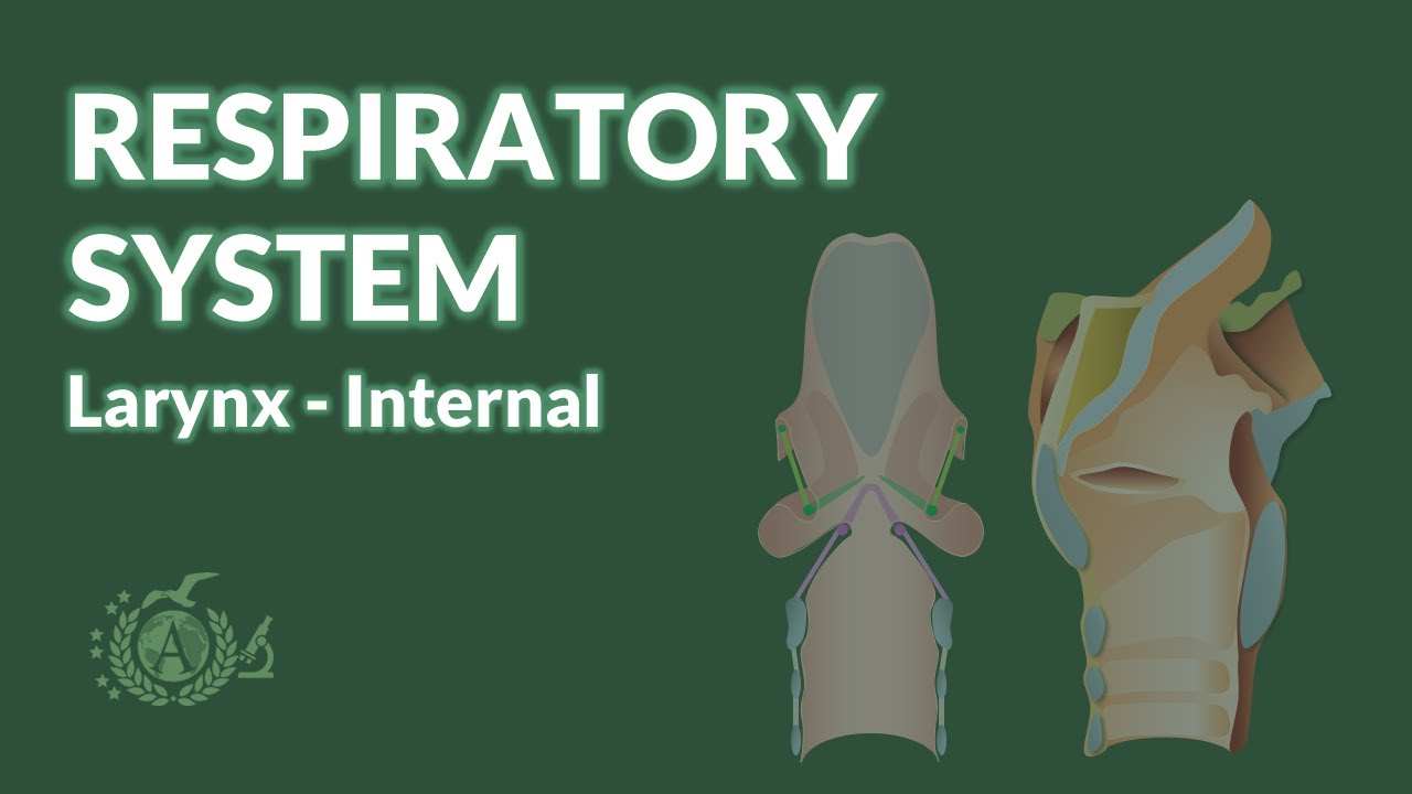 RESPIRATORY SYSTEM: larynx - internal configuration - ANATOMY - YouTube