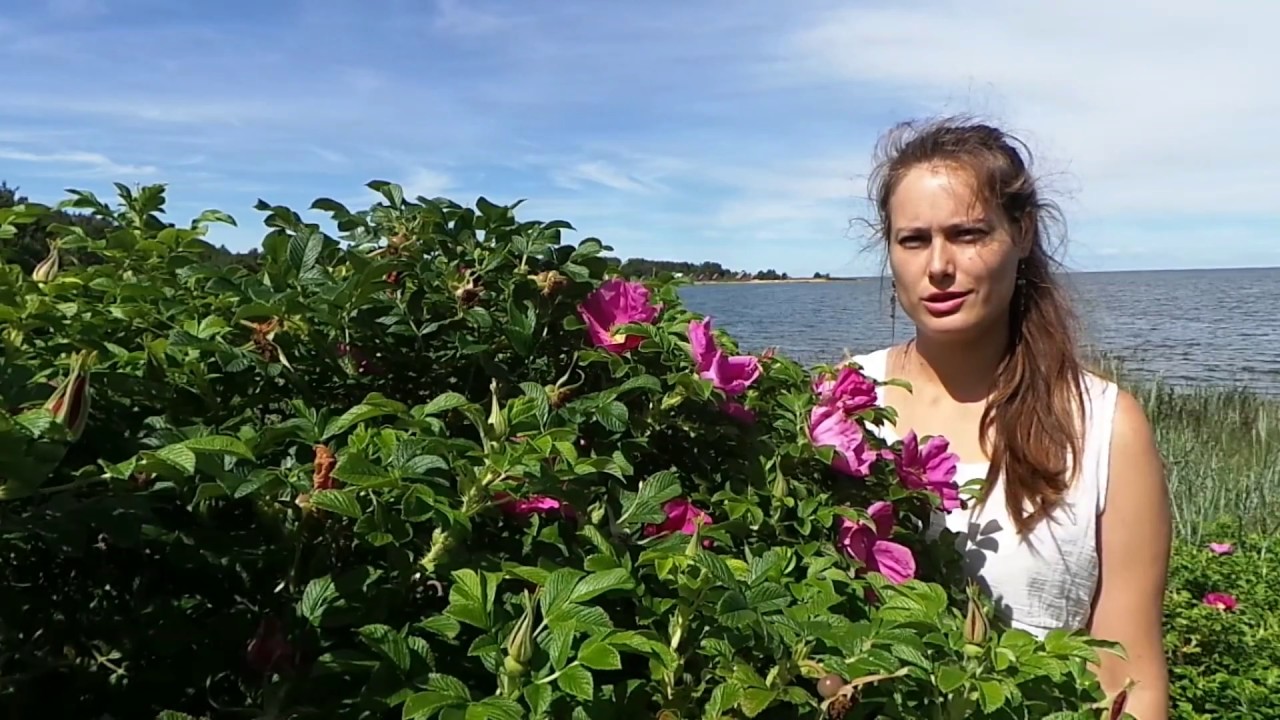 Ruusu! Kurttulehtiruusu (Rosa rugosa).Kasvonaamio ja ilo tuova juoma ...