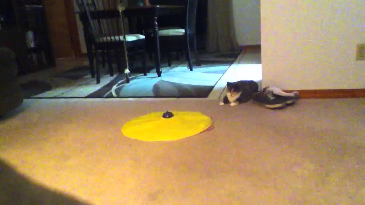 Undercover Mouse #2 - YouTube