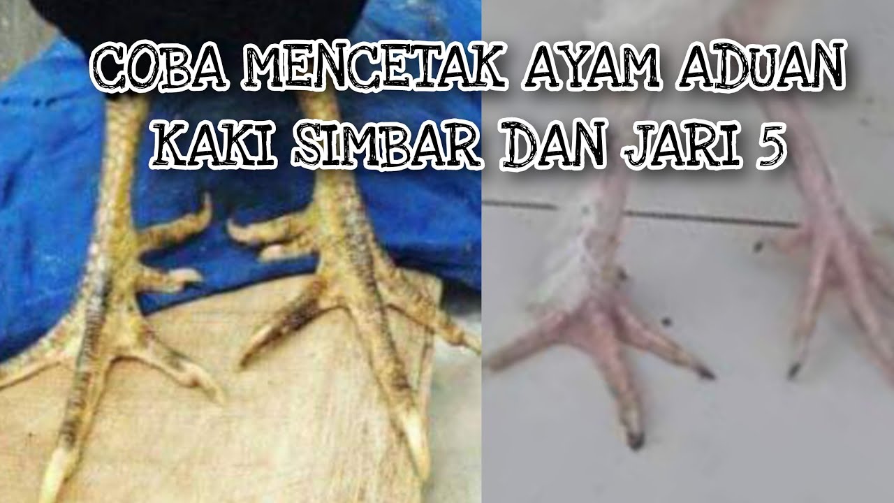 Coba Mencetak Ayam Berkaki Simbar dan Berjari 5 - YouTube