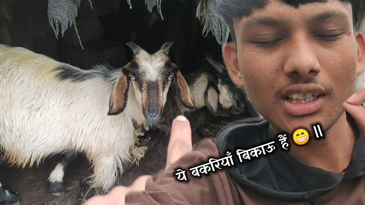 बकरियों ने कर रखी है आफत 😠 || (HEMRAJ RT Vlogs) - YouTube