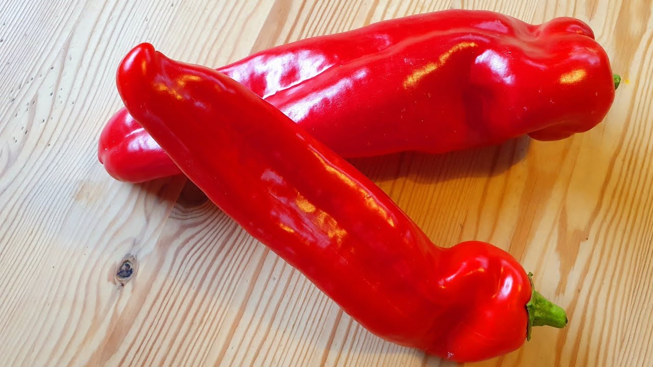 Sowing Pointed Sweet Peppers from Supermarket veg - YouTube