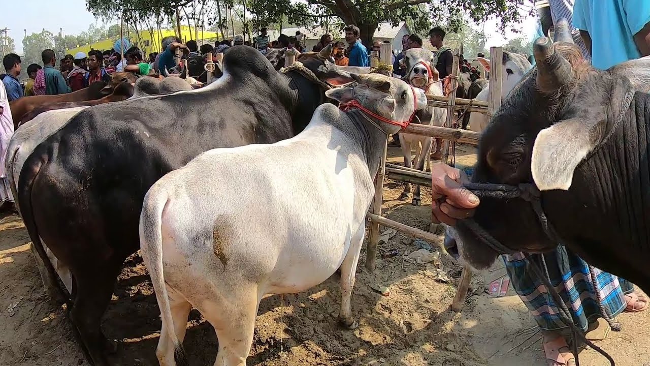 দেশী জাতের ষাড়ঁ গরুর বাজার মূল্য | Country ox price in animal market ...