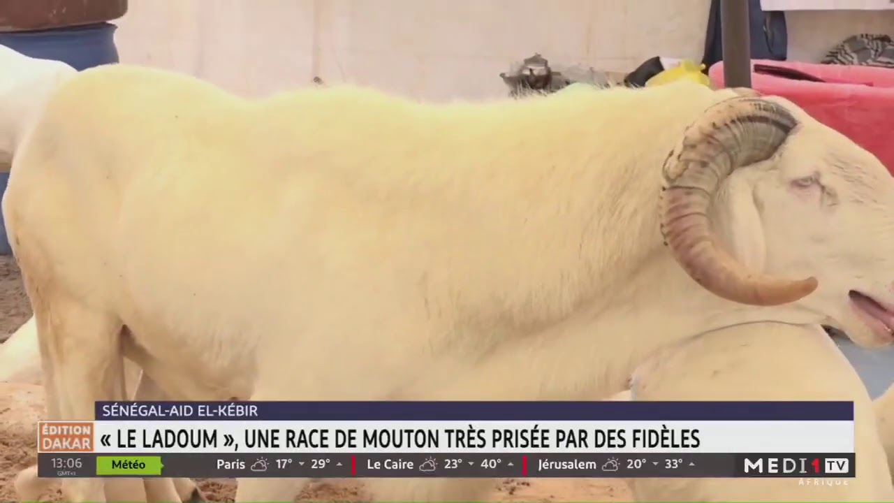 Sénégal-Tabaski: le "Ladoum", une race de moutons très prisée par les ...
