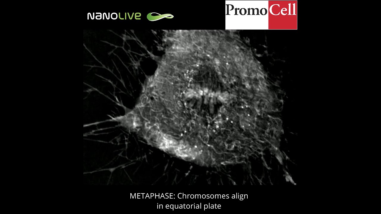 Label-free live cell imaging of Mesenchymal Stem Cells undergoing ...