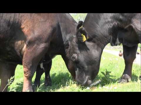 dikbillen in de Bovenkerkerpolder - YouTube