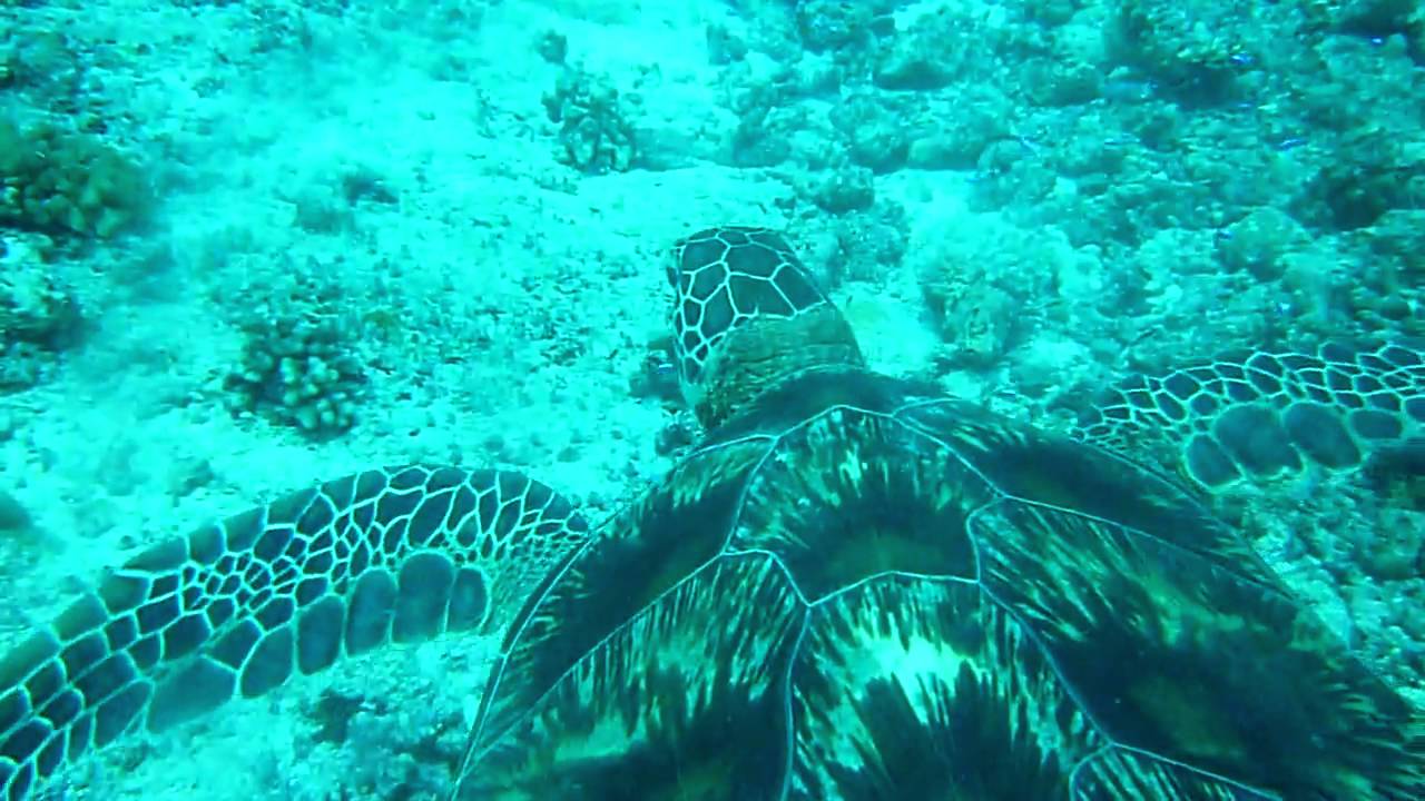 Turtle in Palau - YouTube