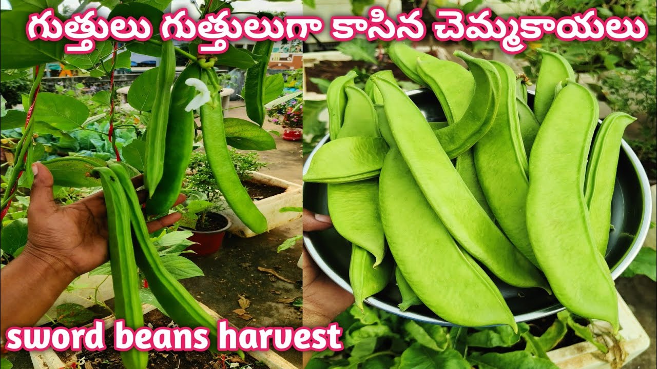 How to grow Sword beans at home |Chemmakayalu |Grow Food ...