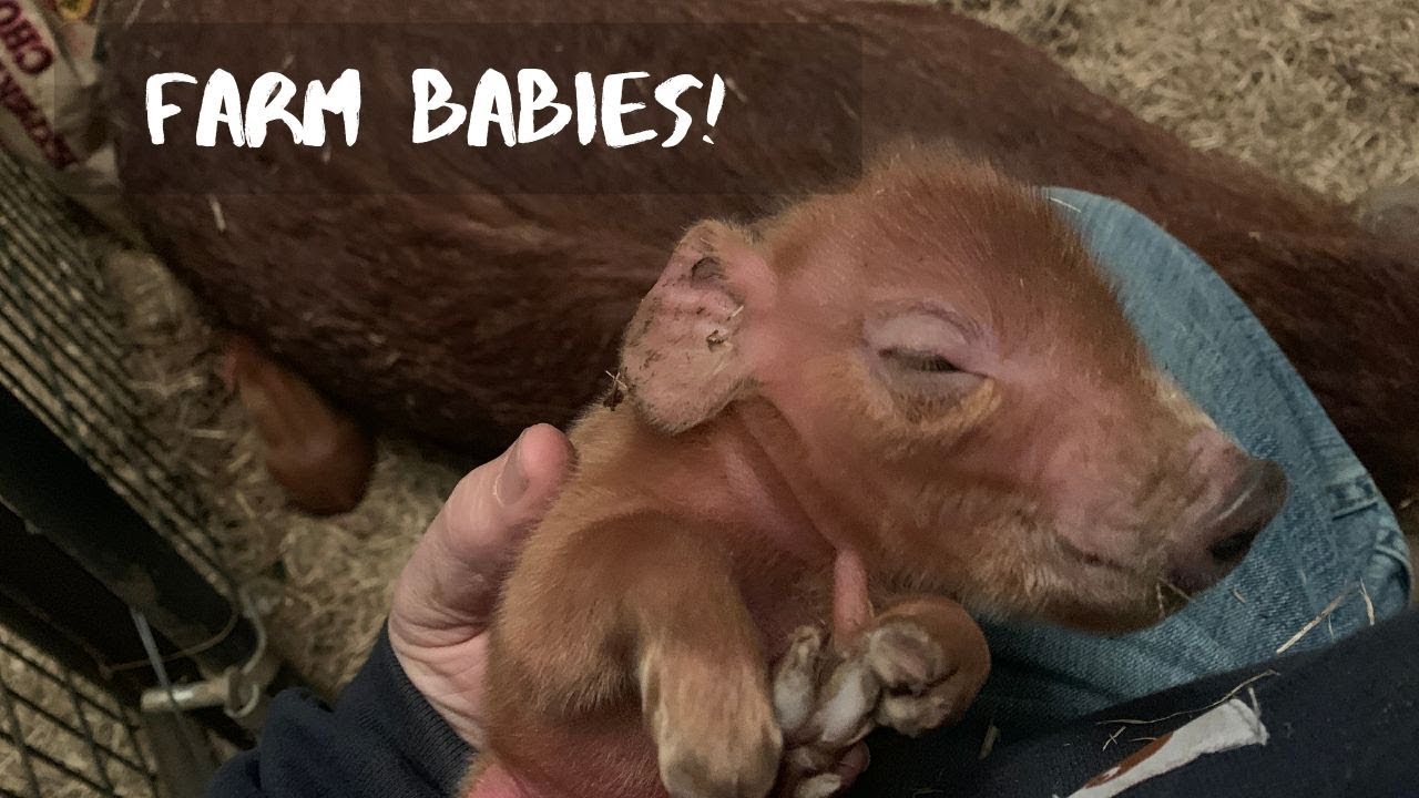 Farm Babies - Its a farm Journal! - YouTube