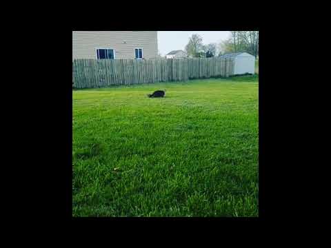CAT JUMPS TO CATCH BUGS!! MUST SEE!!