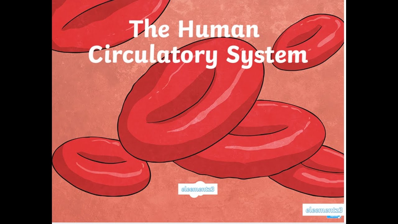 Biology/ Science: The Circulatory System: Grade 5-7: IB Curriculum ...