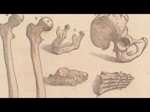 İnsan Anatomisi Çalışmak için Konsantrasyon Müziği - Study Music for Studying Human Anatomy