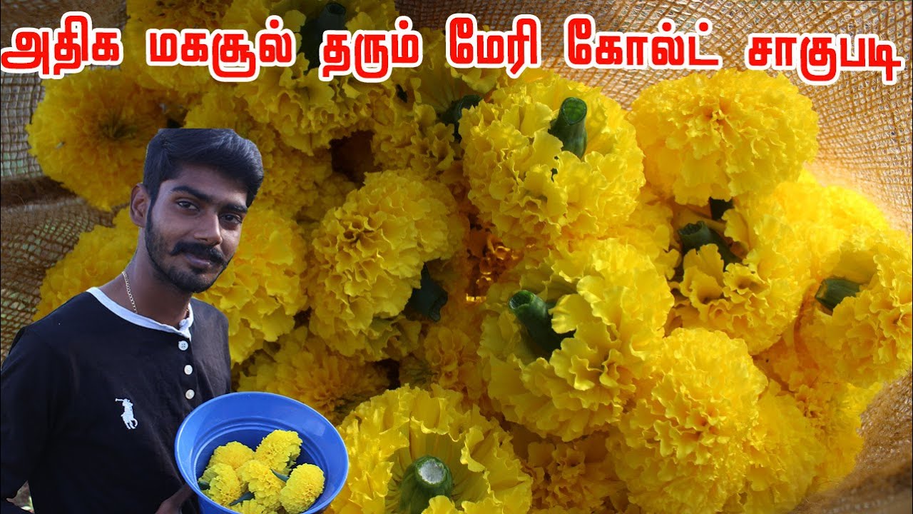 மேரி கோல்ட் பூ சாகுபடி | செண்டுமல்லி செடி வளர்ப்பு | sendumalli poo ...