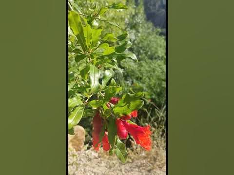 Whispers of Nature: Dancing Leaves in the Gentle Breeze #shorts # ...