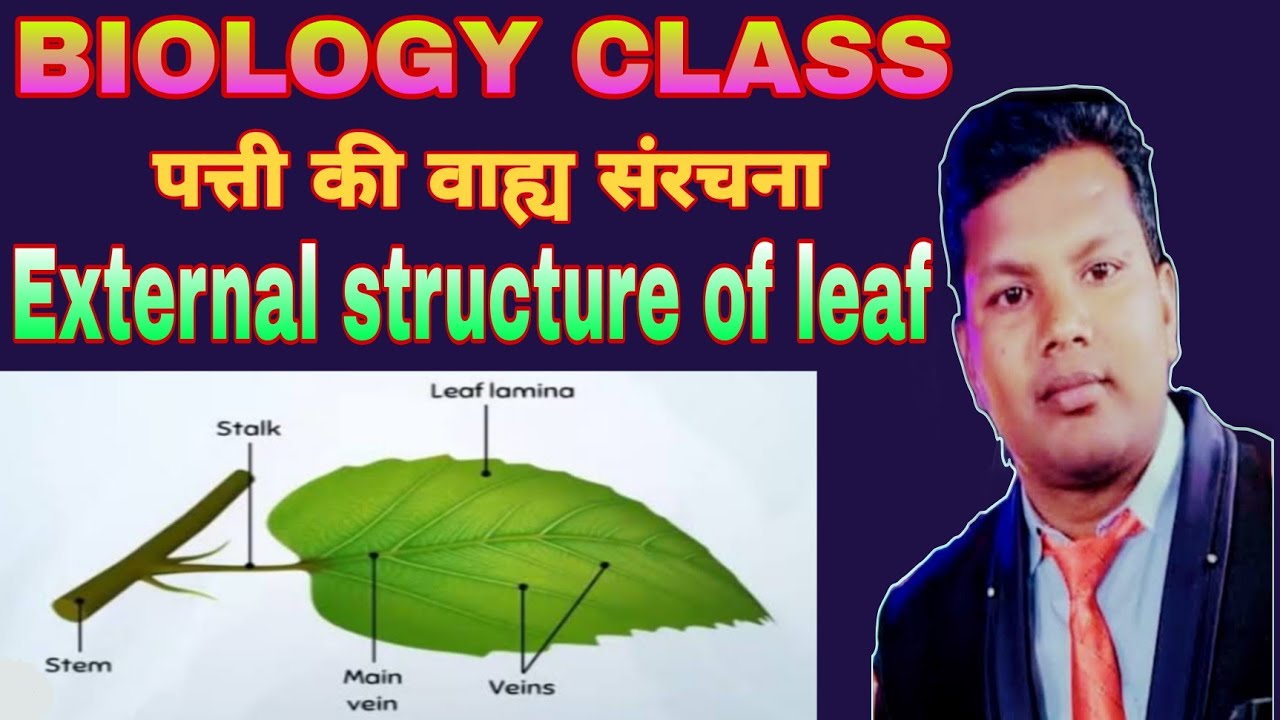 पत्ती/ leaf#Patti#leaf of structure#B.K. SIR - YouTube