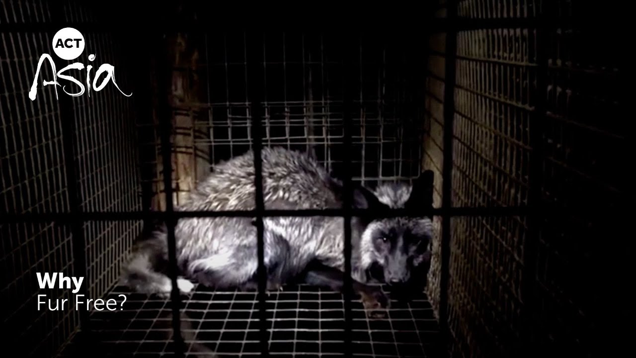 Why fur free? (2018) - YouTube