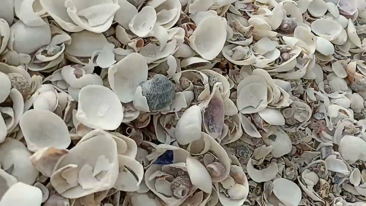 PH.8344444161 PURE 100% ORIGINAL KILINJAL SUNNAMBU,,,. SHELL LIME ...