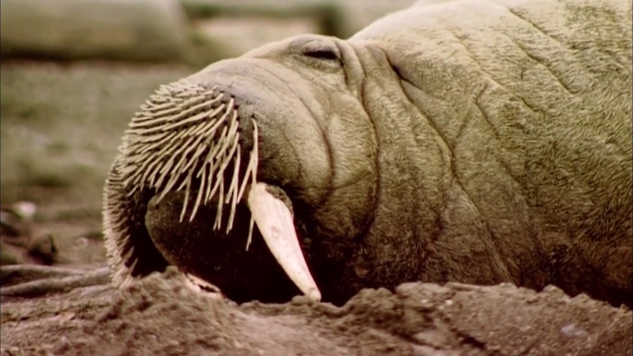 A sad day for the walruses - YouTube