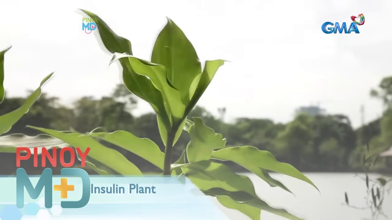 Insulin plant, mabisang gamot nga ba para sa sakit na diabetes? | Pinoy ...
