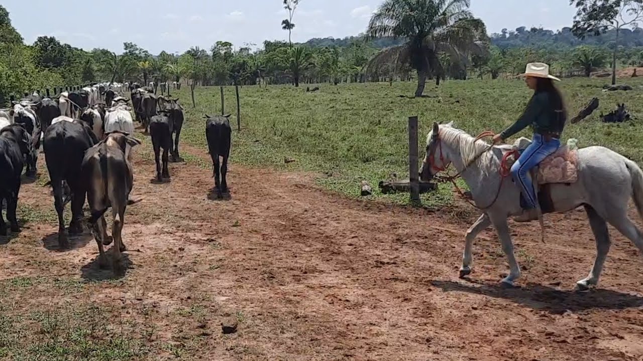 A BOIADERA LEVANDO A BOIADA PARA DESVERMINAR - YouTube