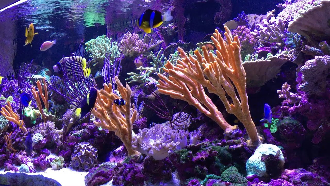 Vivid 400 Gallon Mixed Reef Aquarium 2015 - YouTube