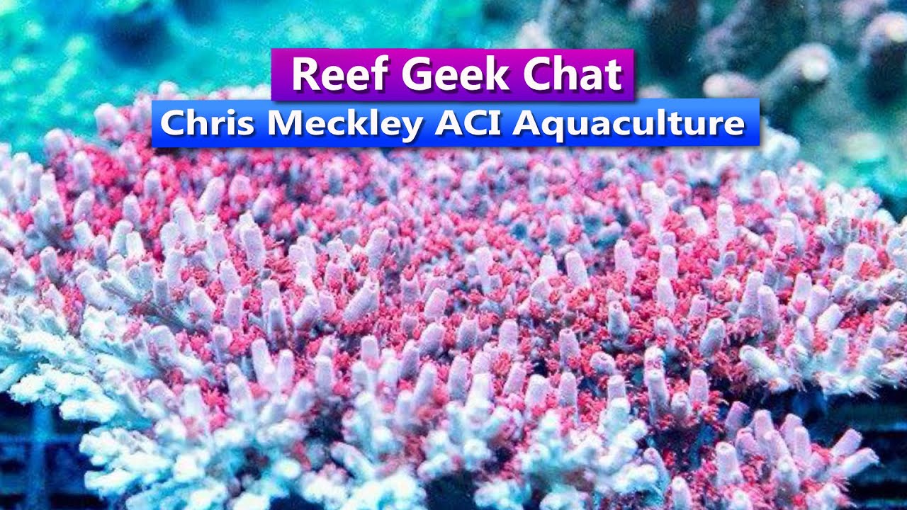ReefDudes Saltwater Reef Geek Chat with Chris Meckley ACI Aquaculture ...