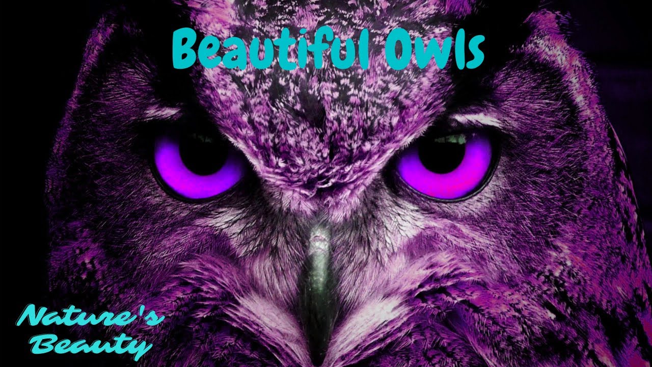 Relaxing Calm Music And Beautiful Owls. - YouTube