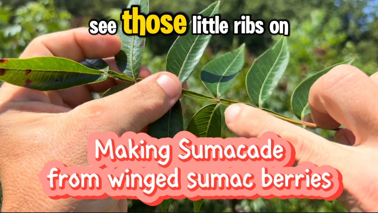 Making a delicious refreshing beverage from sumac berries! - YouTube